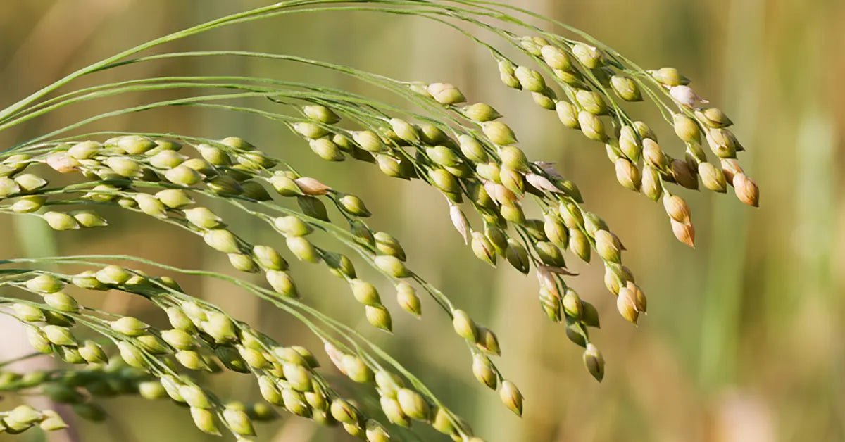 Millet seed extract – natural active ingredient against hair loss