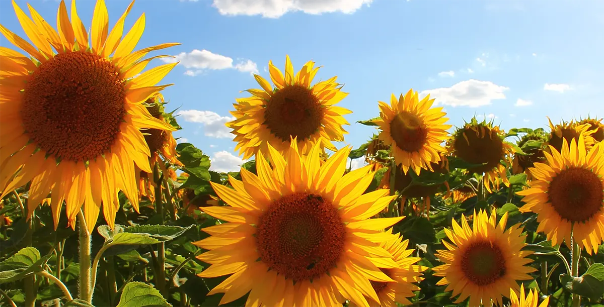 Sunflower oil – anti-inflammatory care for sensitive skin