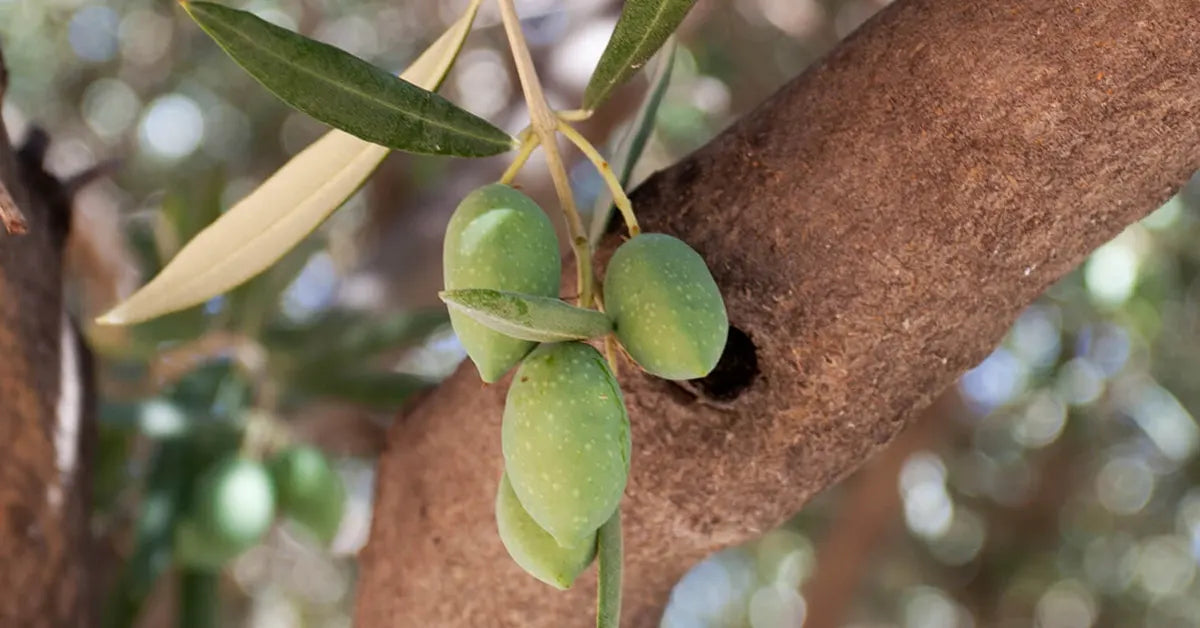 Squalane – skin-identical care for smooth skin